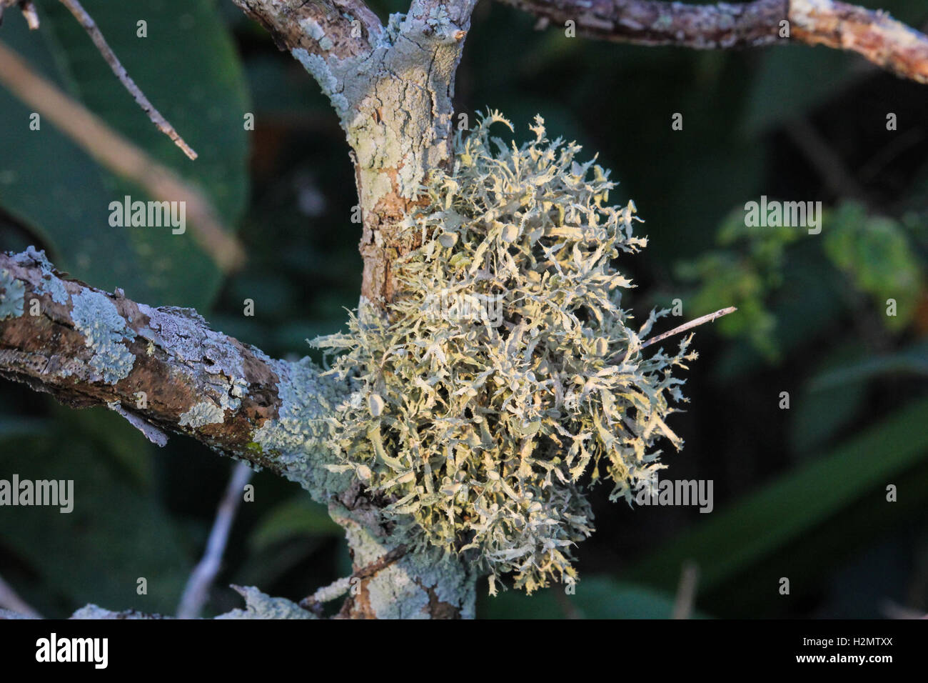 Plant gnarled branches are common in Brazilian Restinga vegetation. The ...