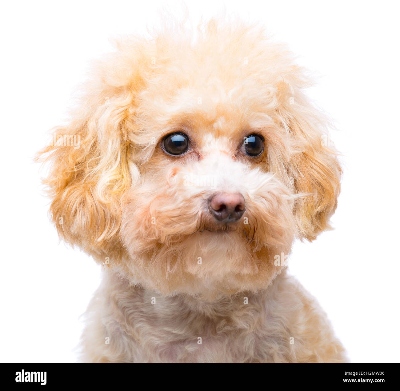Brown poodle isolated Stock Photo - Alamy
