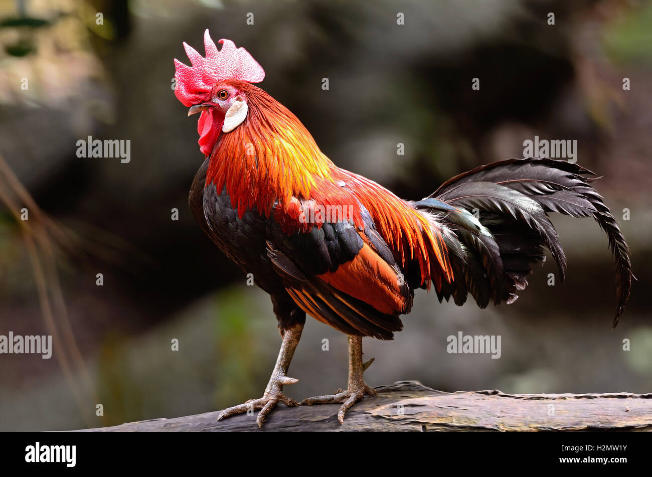 Red junglefowl hi-res stock photography and images - Alamy