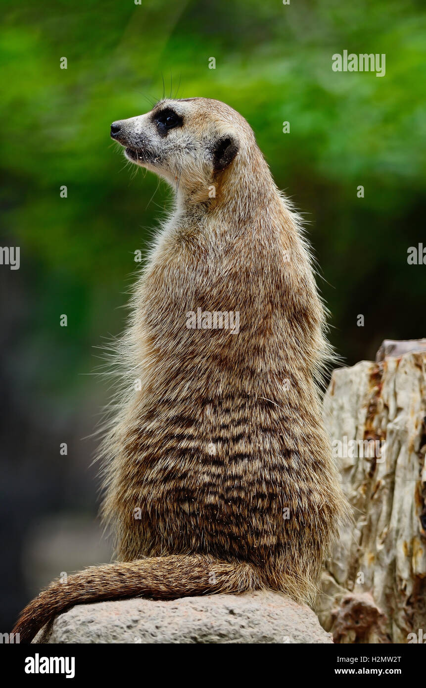 African meerkat hi-res stock photography and images - Alamy