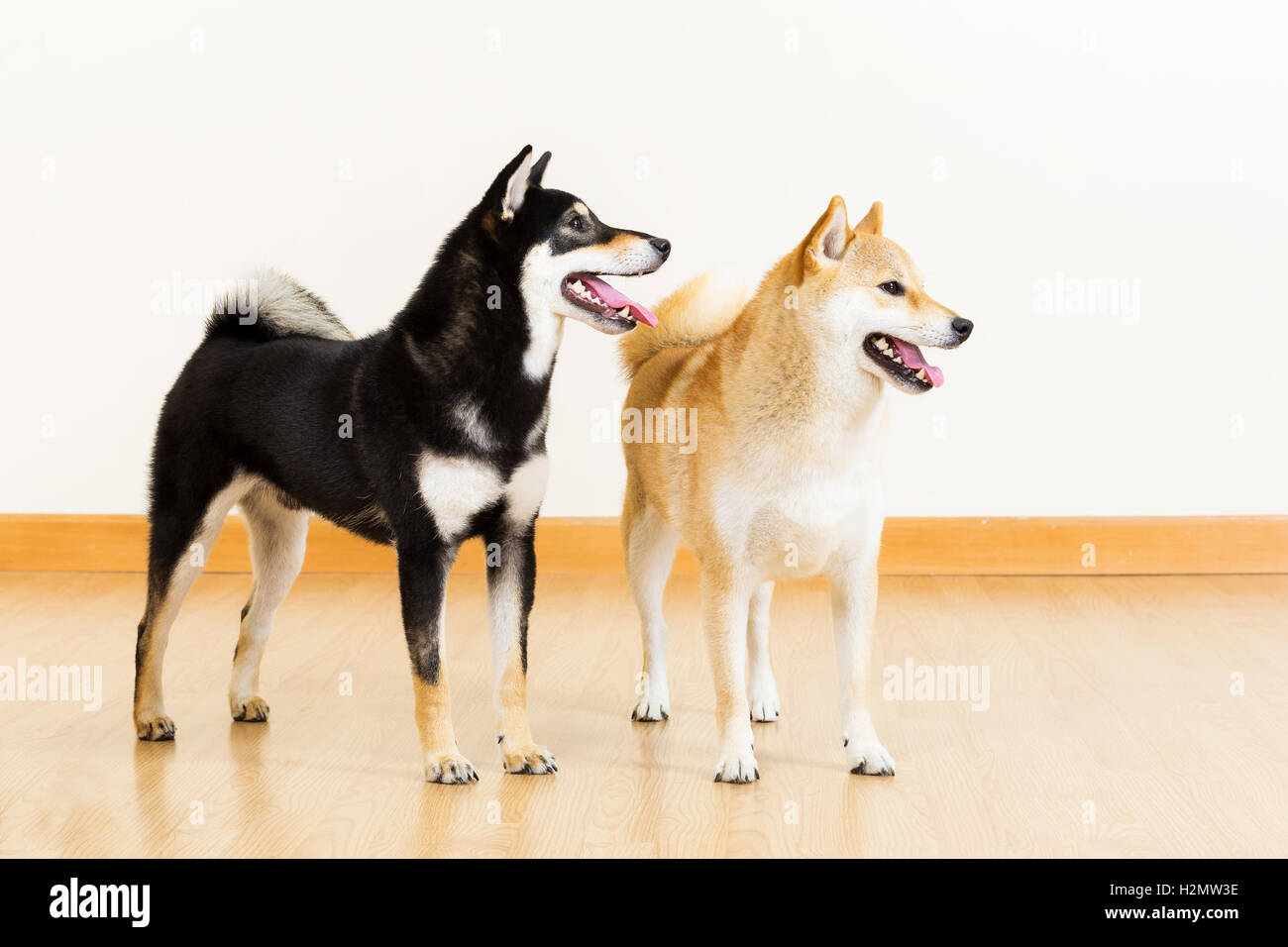 Shiba Pose High Resolution Stock Photography and Images - Alamy