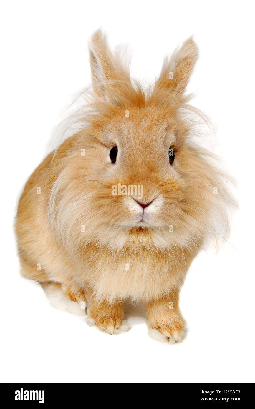 Rabbit isolated on white background Stock Photo - Alamy