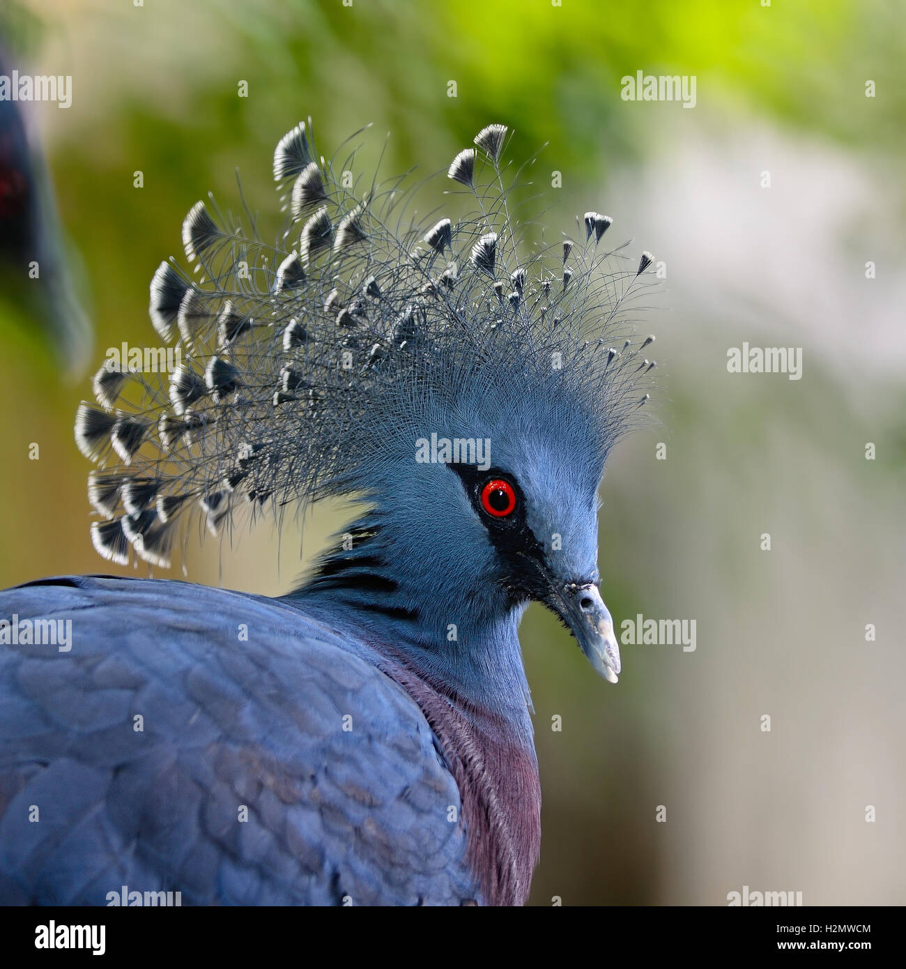 Crowned pigeon species hi-res stock photography and images - Alamy