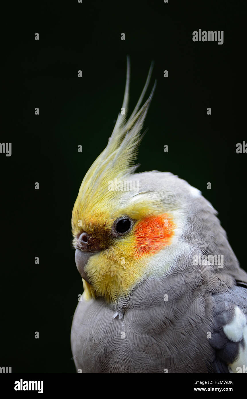 White cockatiel bird hi-res stock photography and images - Alamy