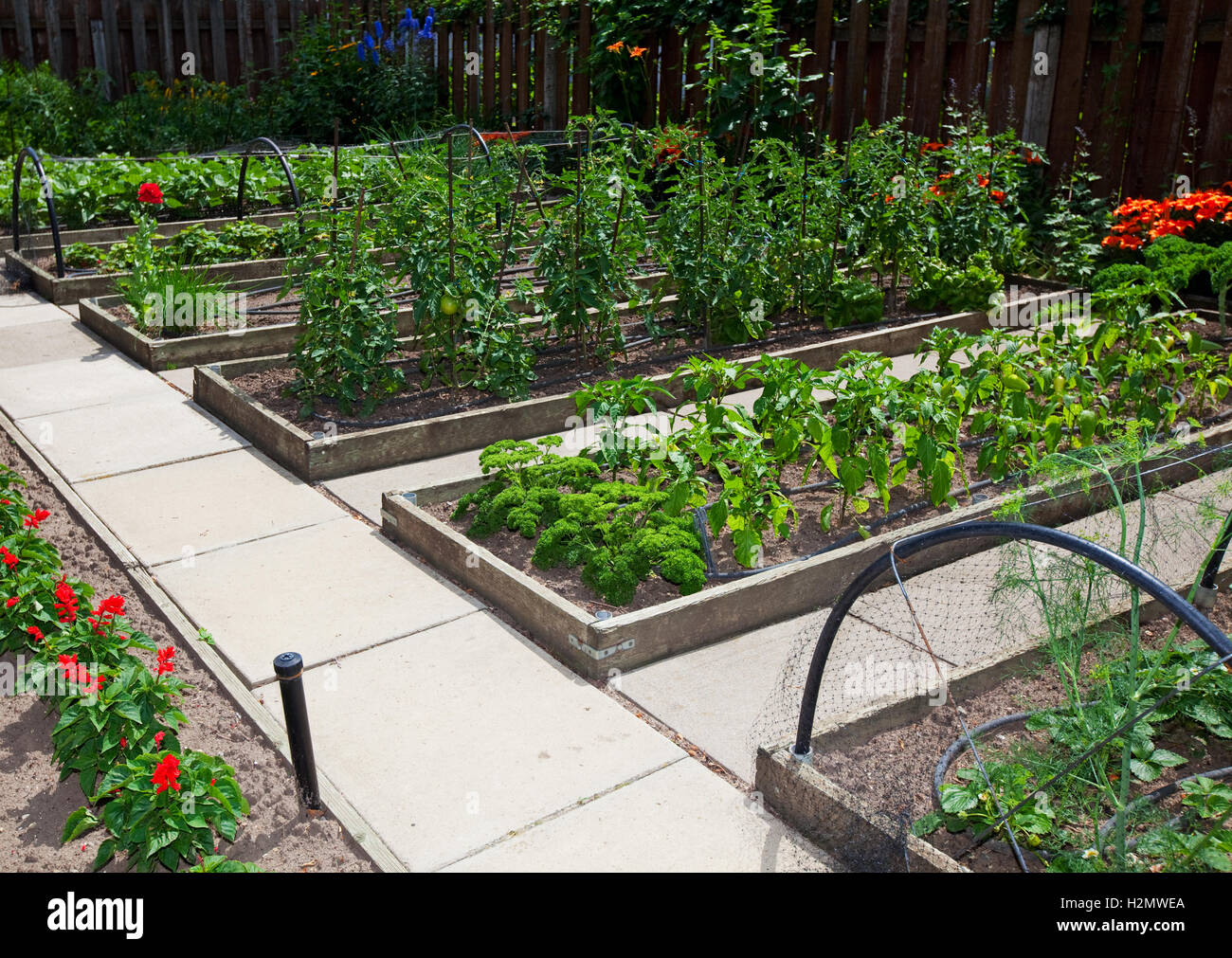 Raised Vegetable Garden Beds Stock Photo - Alamy
