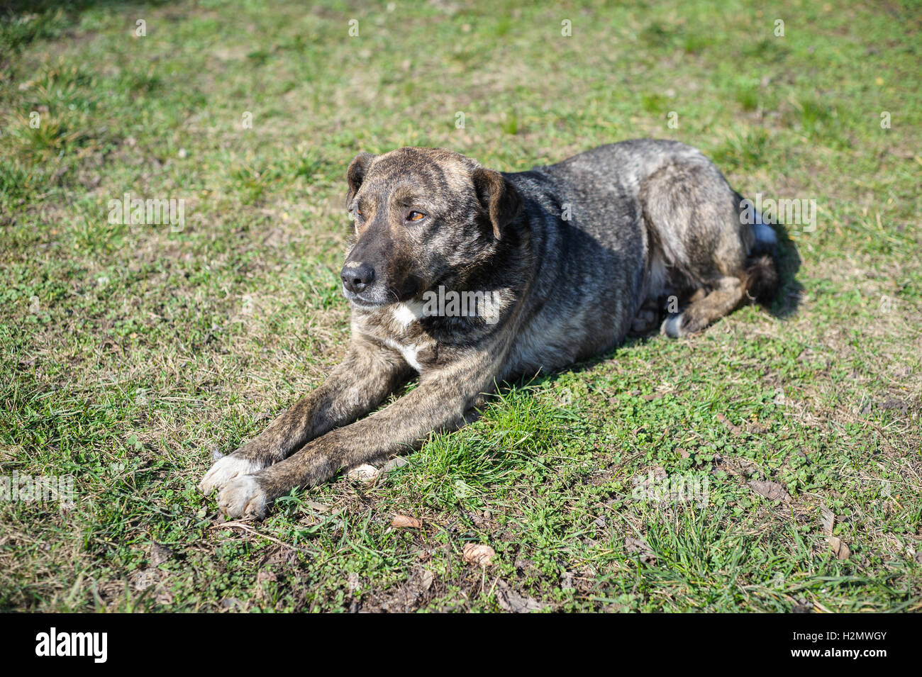 stray homeless dog Stock Photo - Alamy