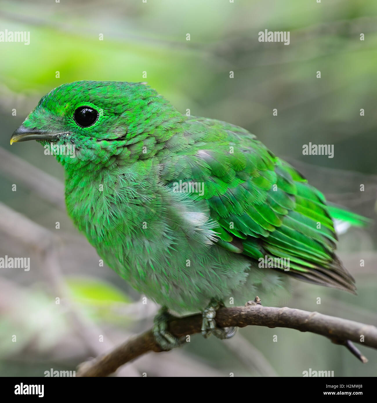 female Green Broadbill Stock Photo - Alamy