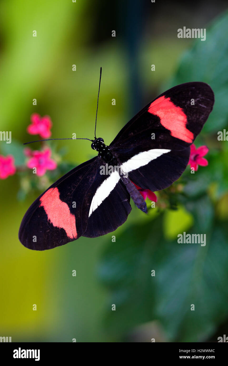 Butterfly on Flower Stock Photo - Alamy