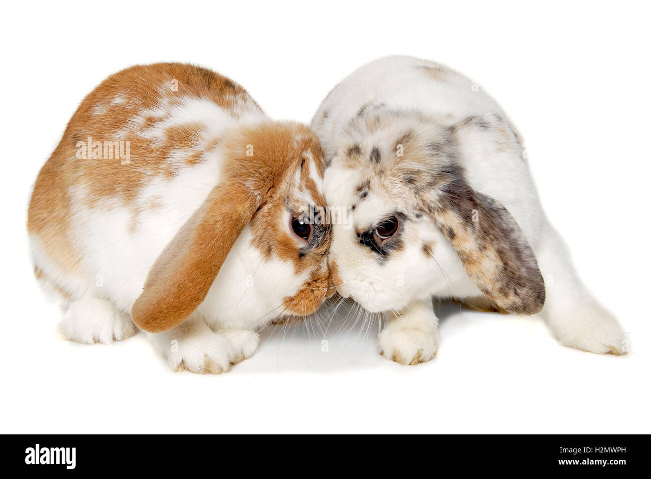 Two rabbits isolated on a white background Stock Photo - Alamy
