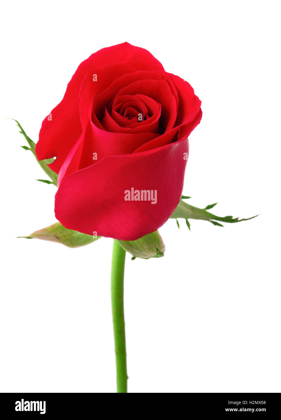 One red rose Stock Photo - Alamy
