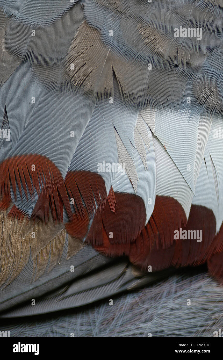 Victoria Crowned feather Stock Photo - Alamy