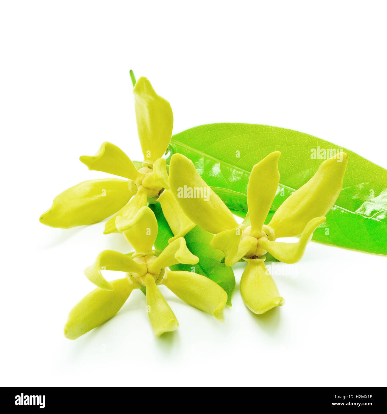 Canabga hi-res stock photography and images - Alamy