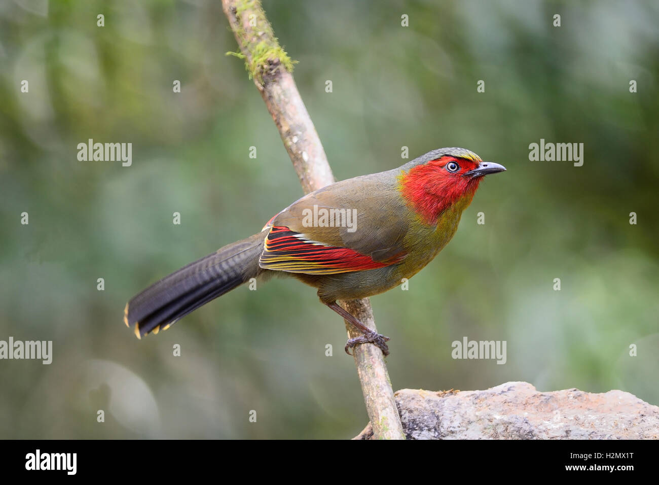 red-faced bird, Scarlet-faced Liocichla Stock Photo - Alamy