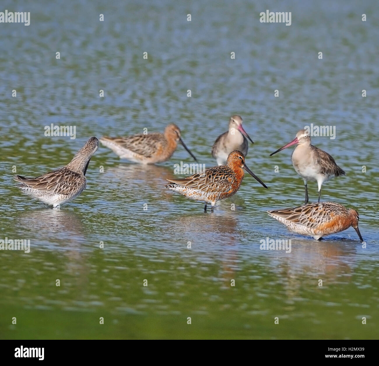 Group dowitcher hi-res stock photography and images - Alamy