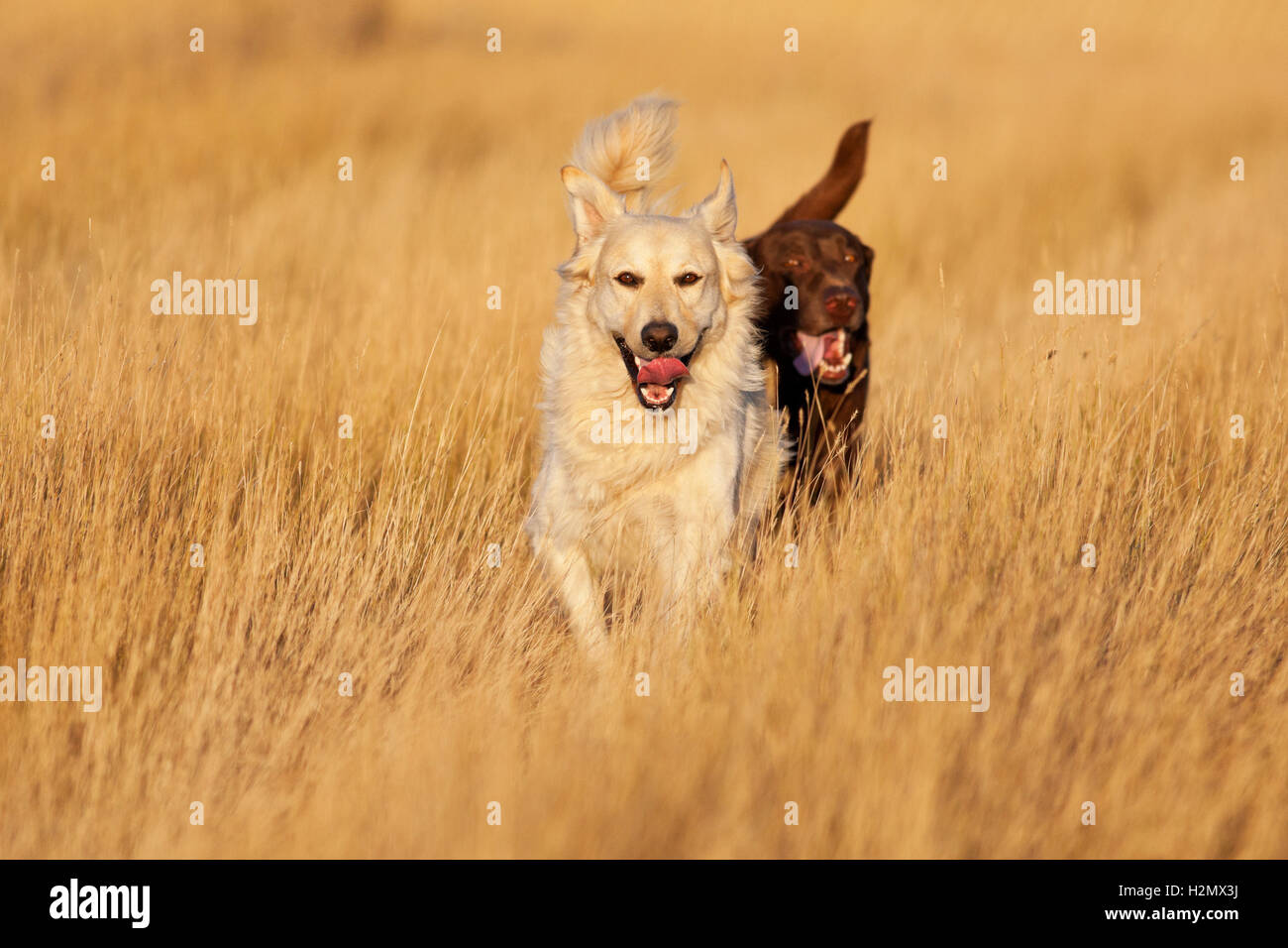 Dogs Running at Golden Hour Stock Photo - Alamy