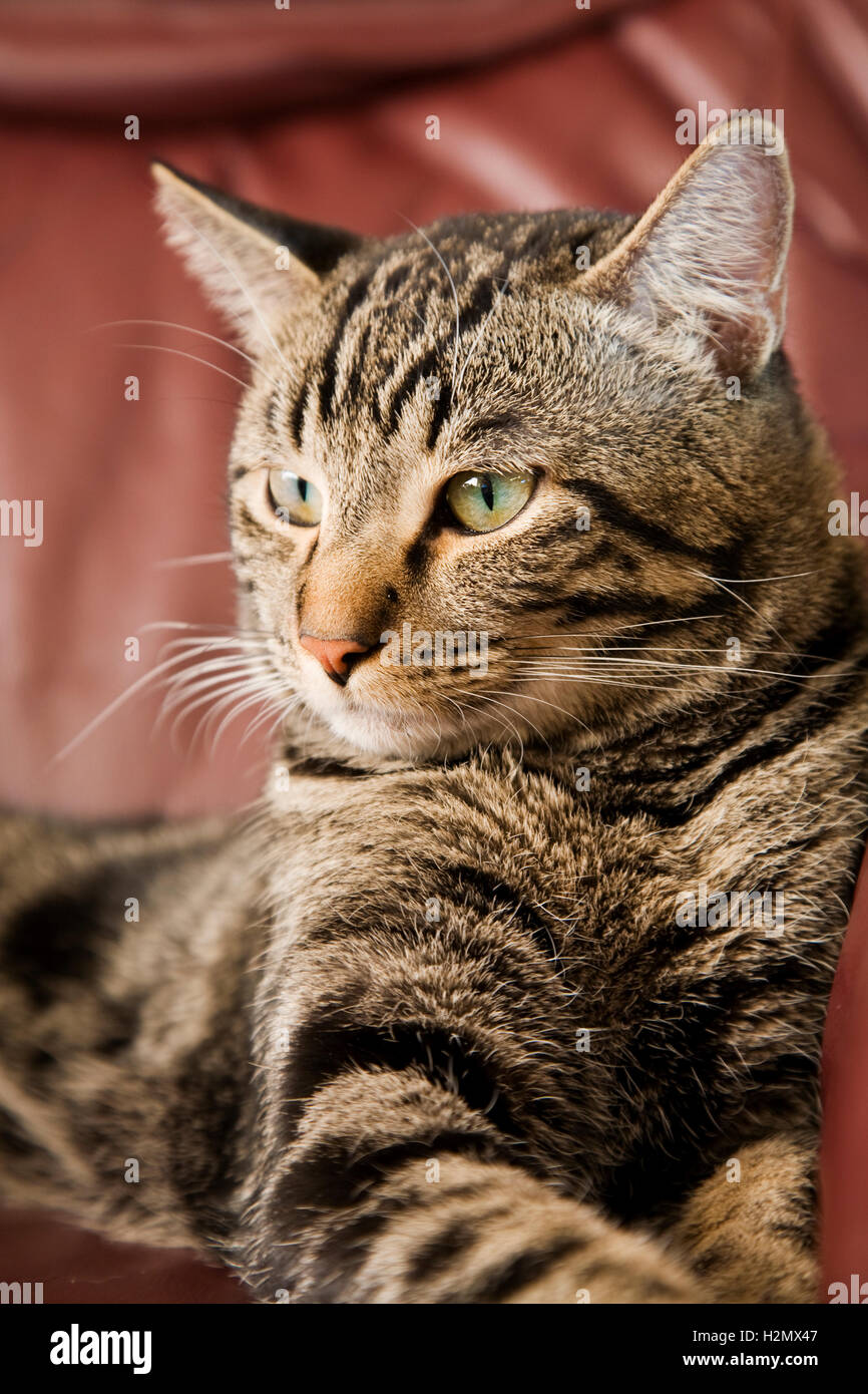 Majestic Male Tabby Stock Photo - Alamy