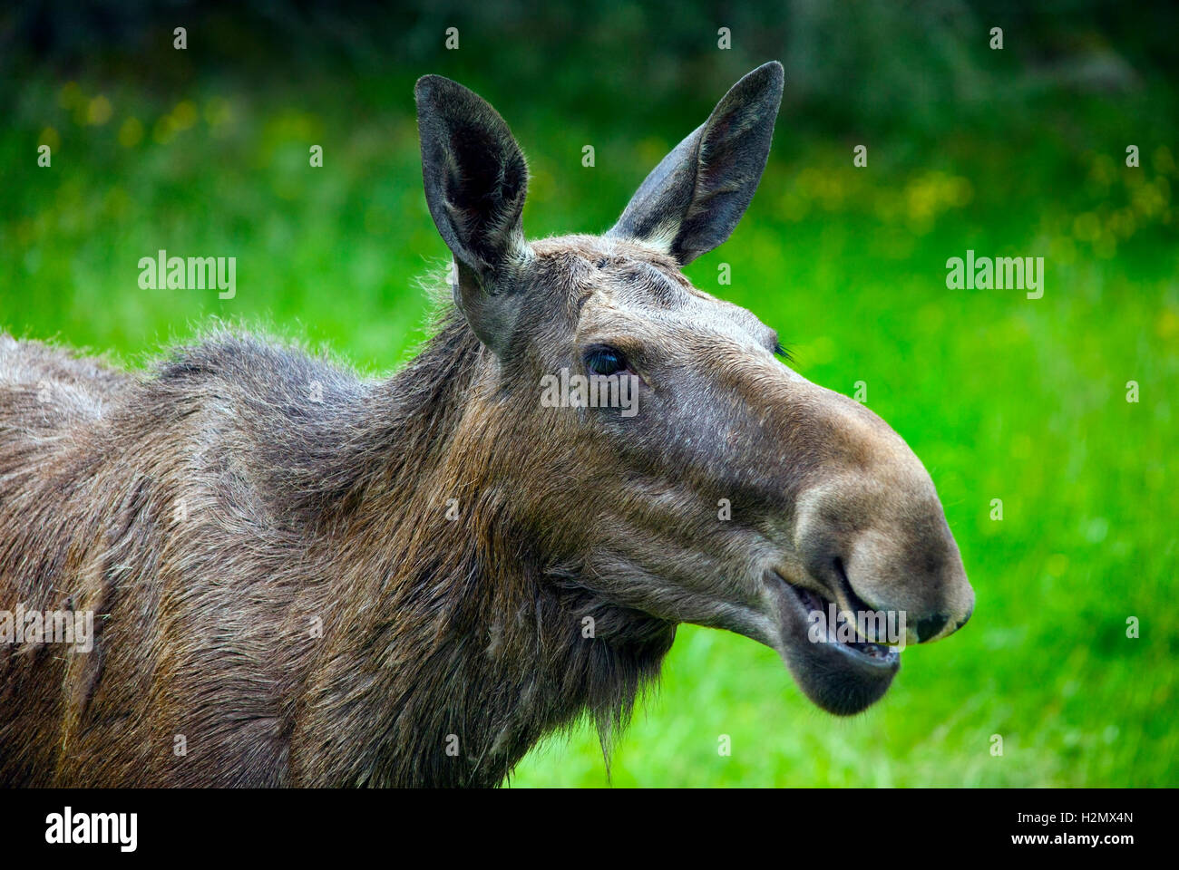 Moose in Sweden Stock Photo - Alamy