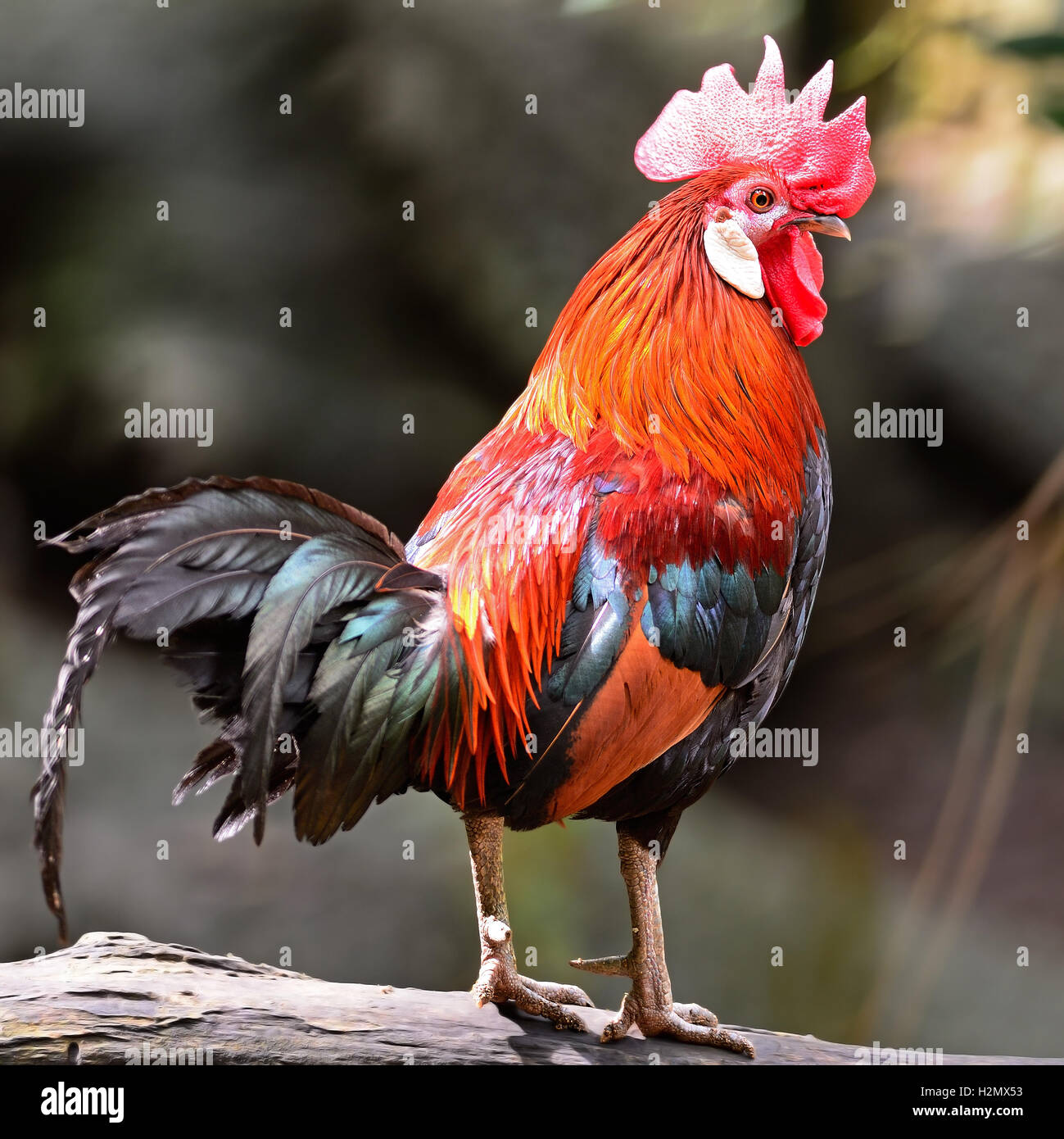 Red junglefowl hi-res stock photography and images - Alamy