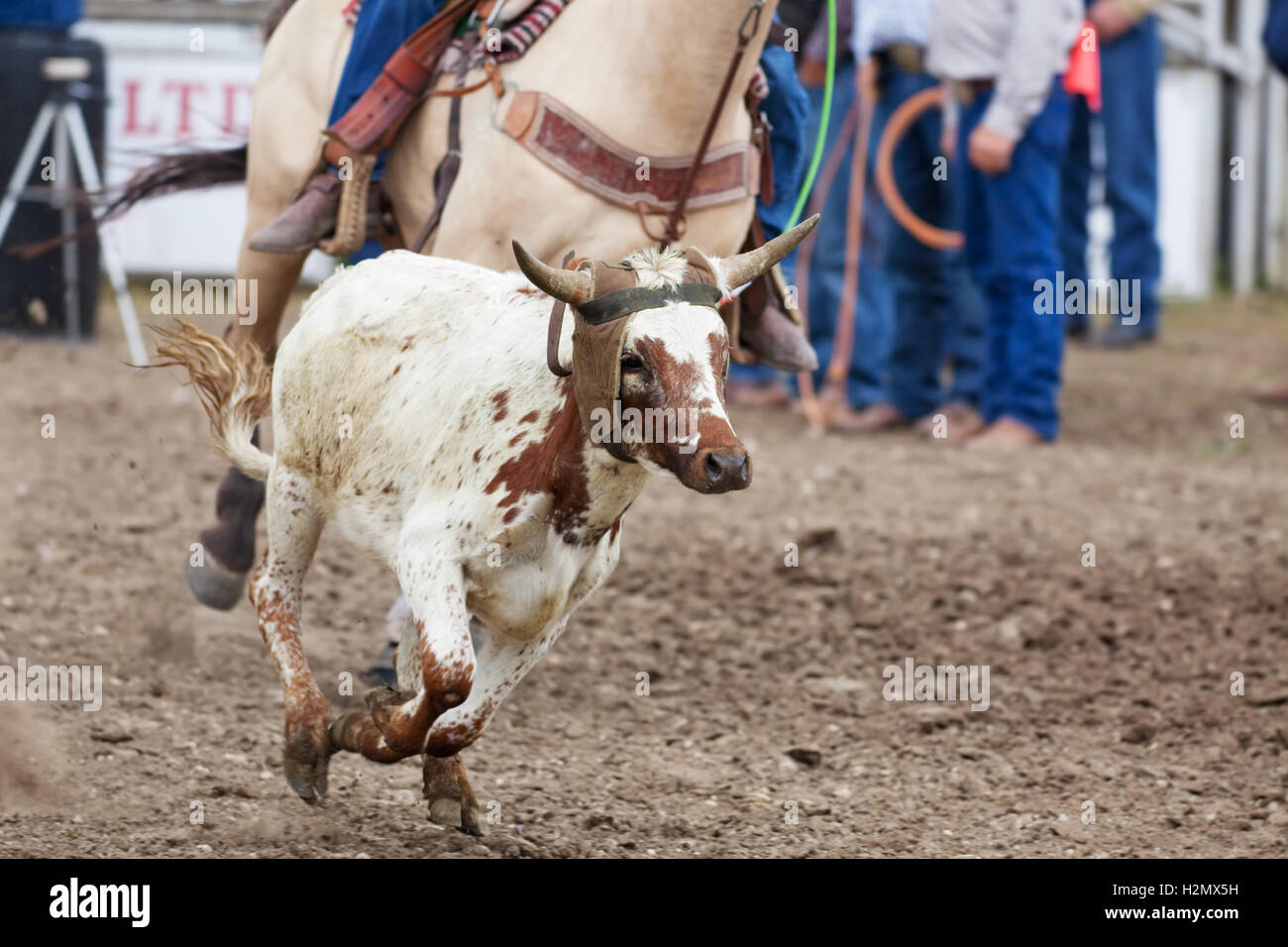 Running and roping hi-res stock photography and images - Alamy
