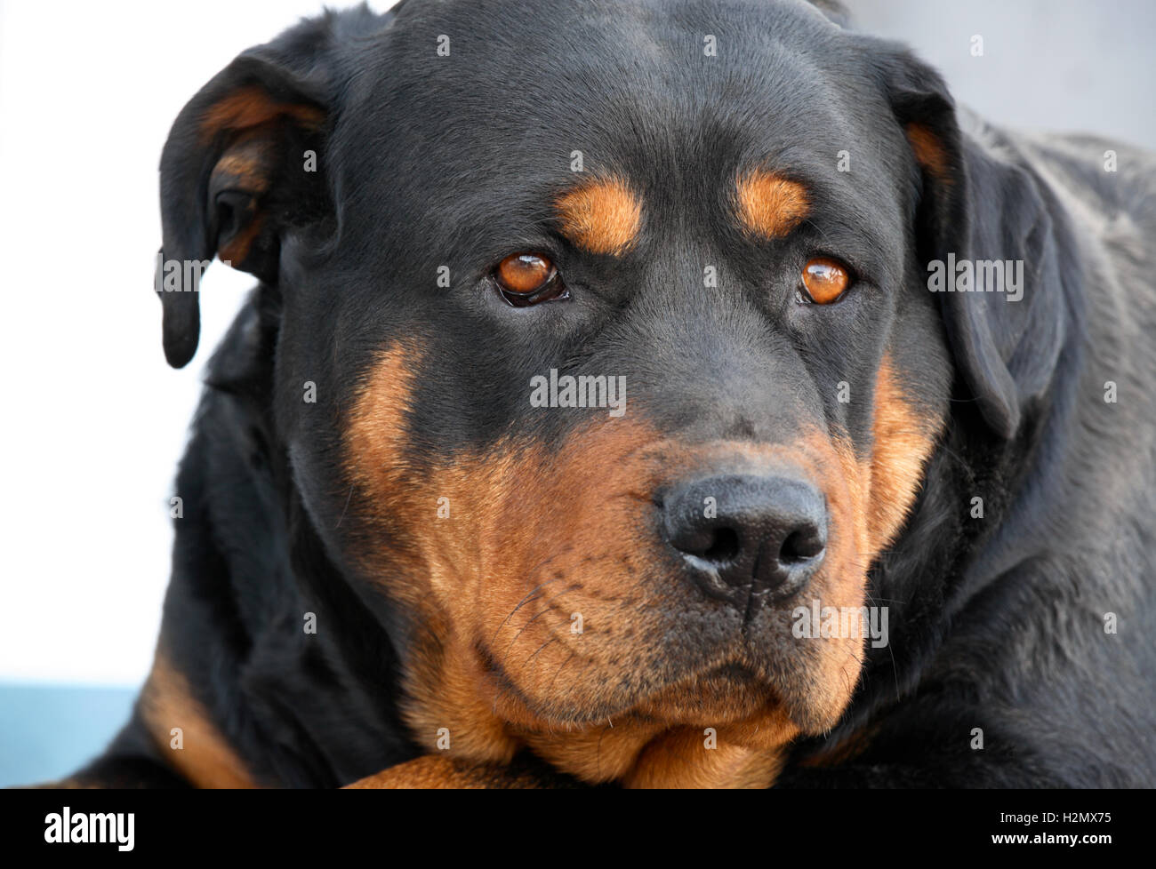 Portrait of a Rottweiler Stock Photo - Alamy