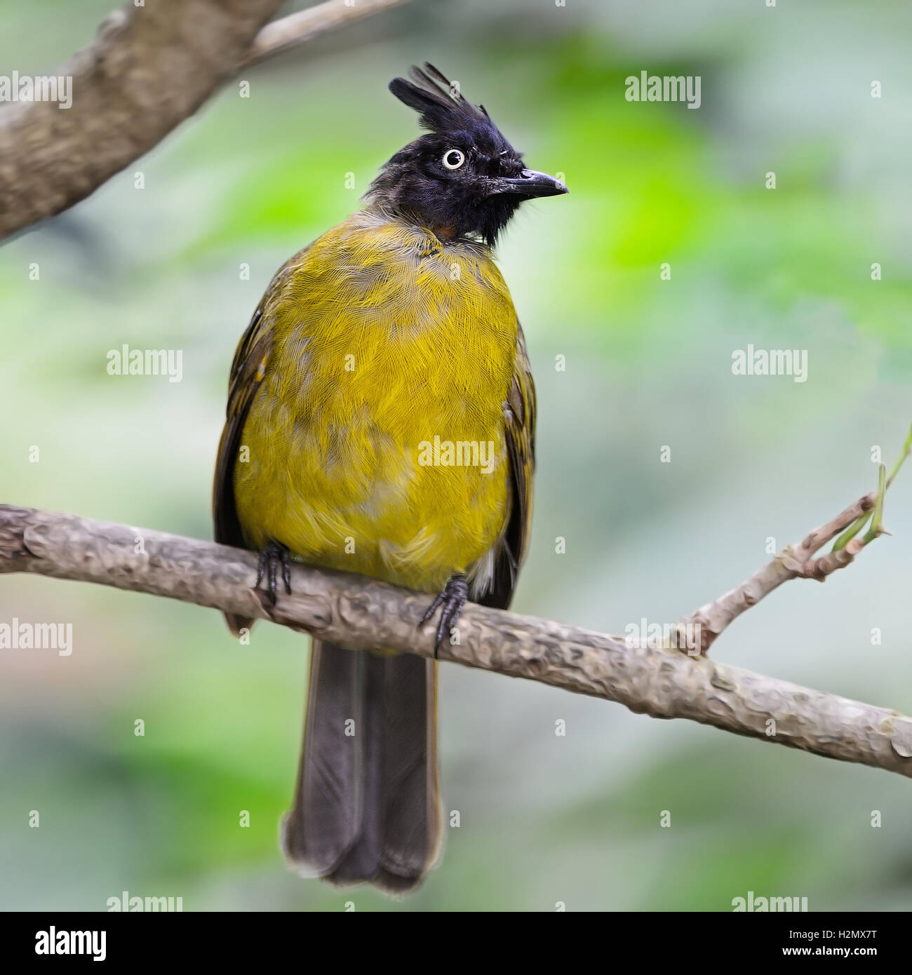 Crested bulbul hi-res stock photography and images - Alamy