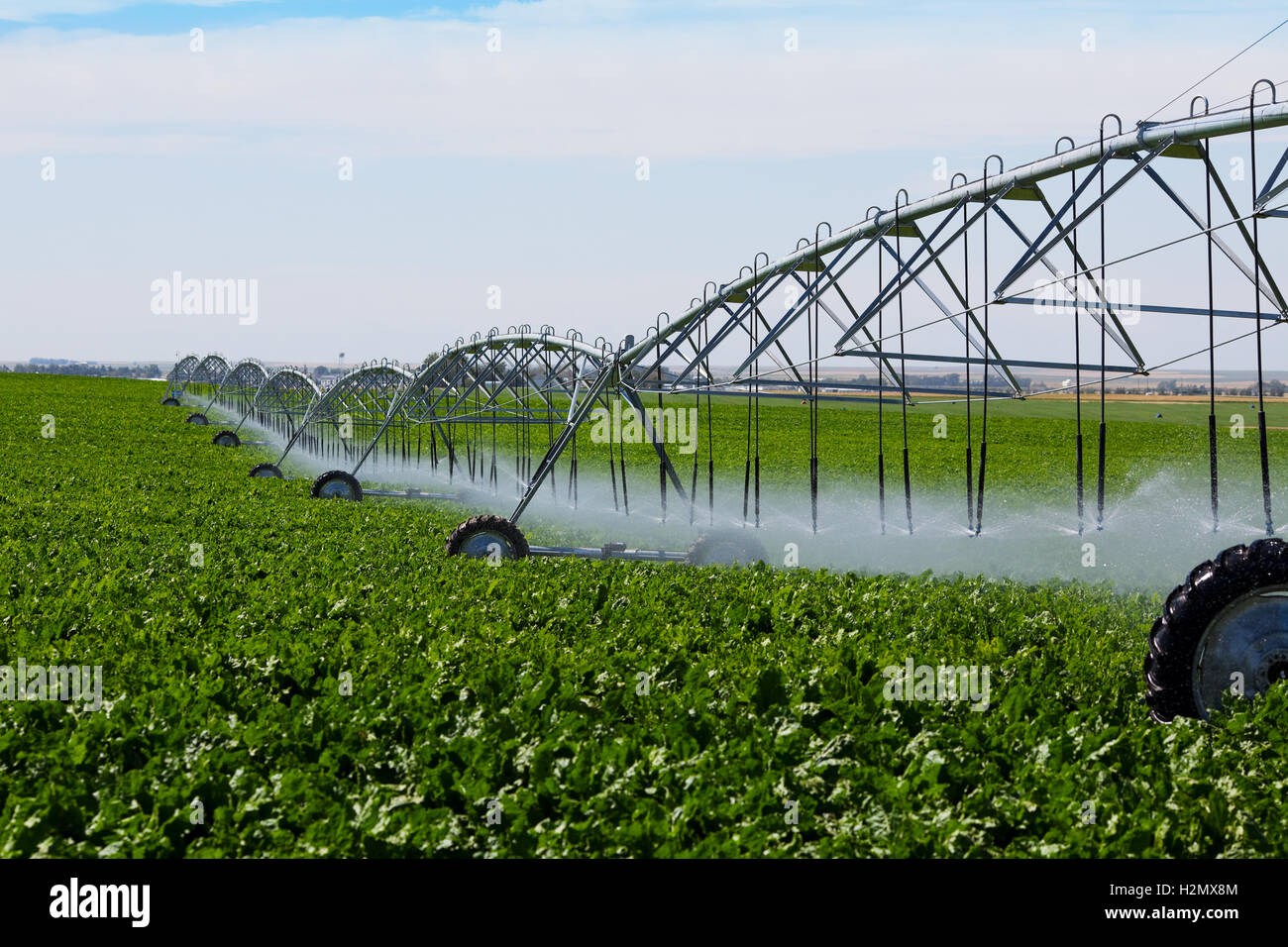 Irrigated Turnip Field Stock Photo - Alamy