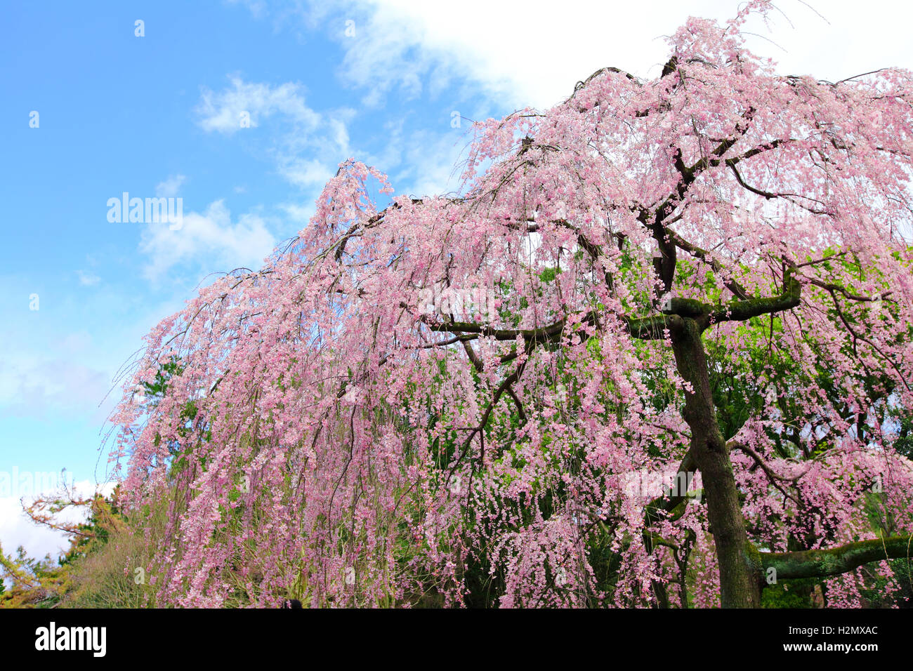 Cherry tree in Japan Stock Photo - Alamy