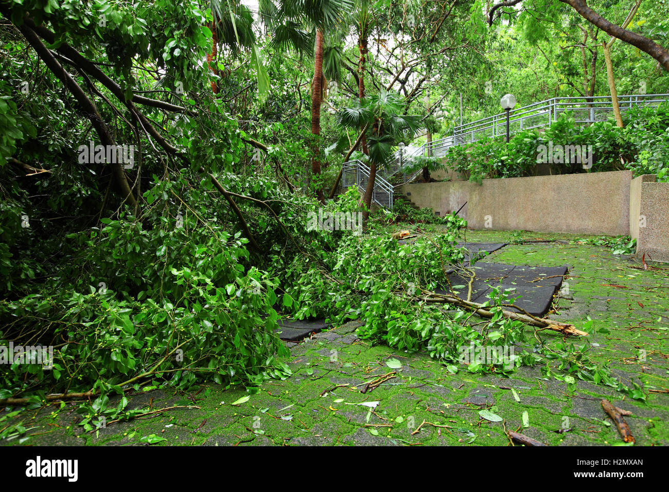 Garden damaged by typhoon Stock Photo - Alamy