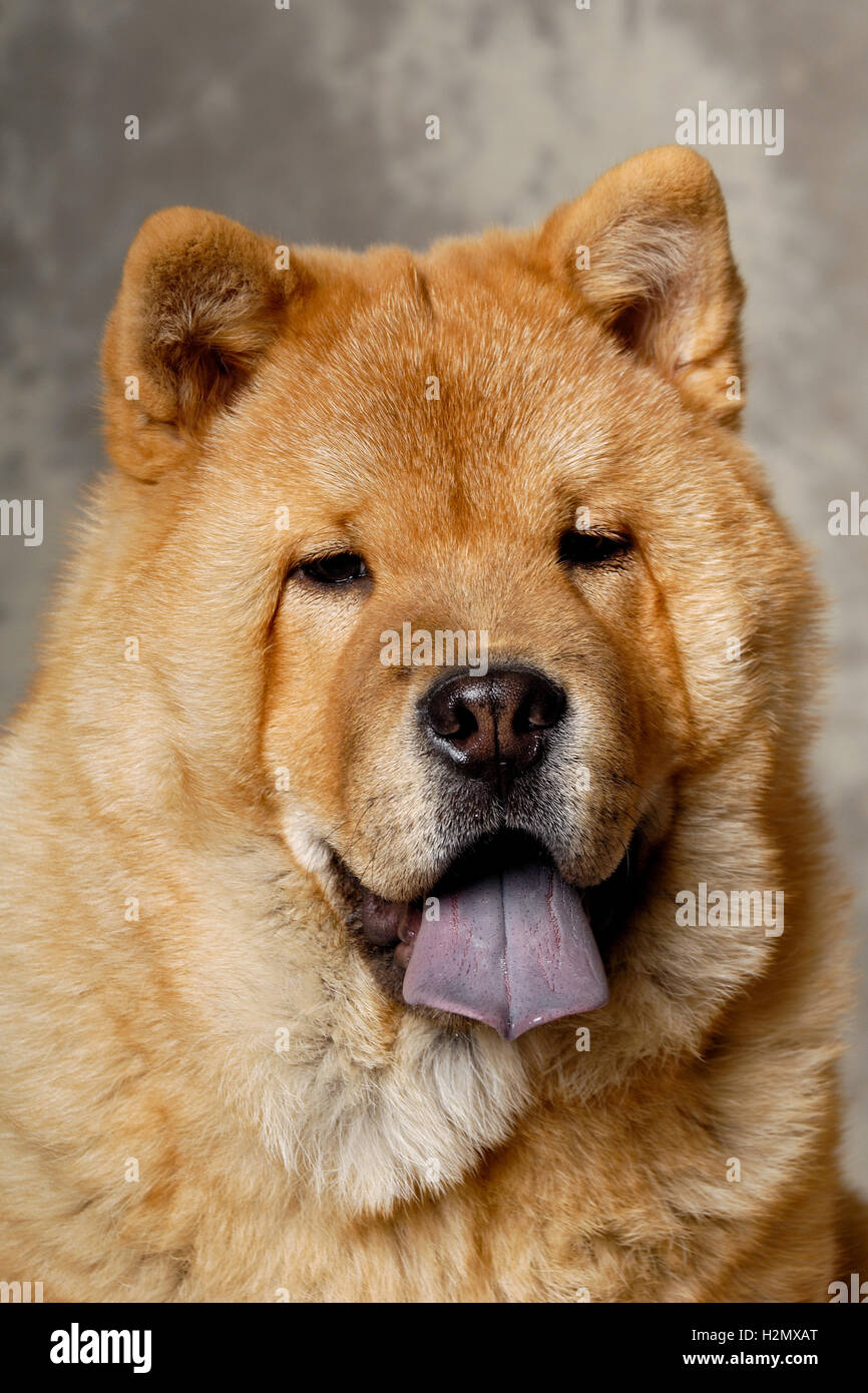 Face of Chow dog Stock Photo - Alamy