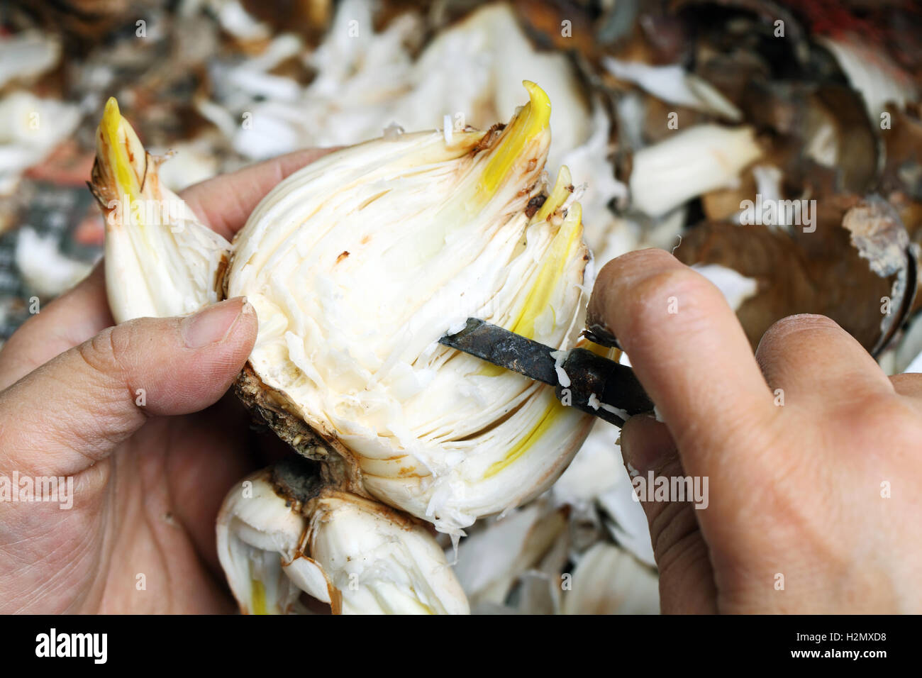 Narcissus bulb cut by human hand Stock Photo - Alamy