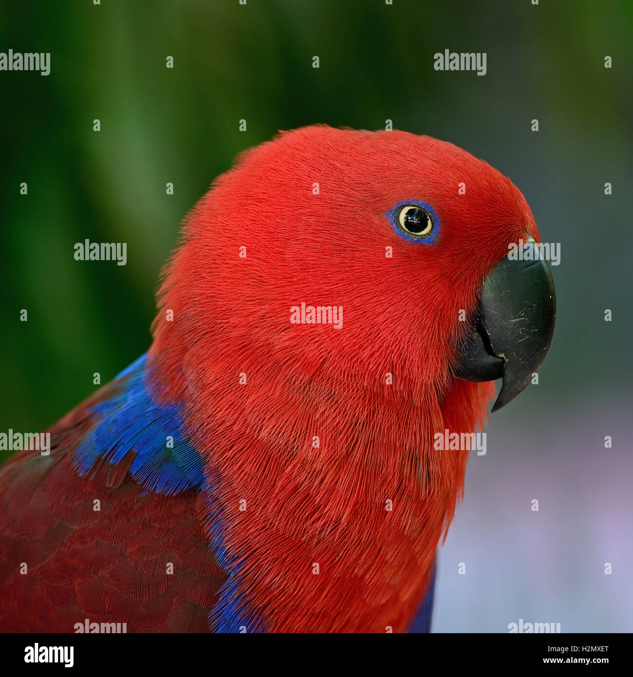 Blue parrot red beak hi-res stock photography and images - Alamy
