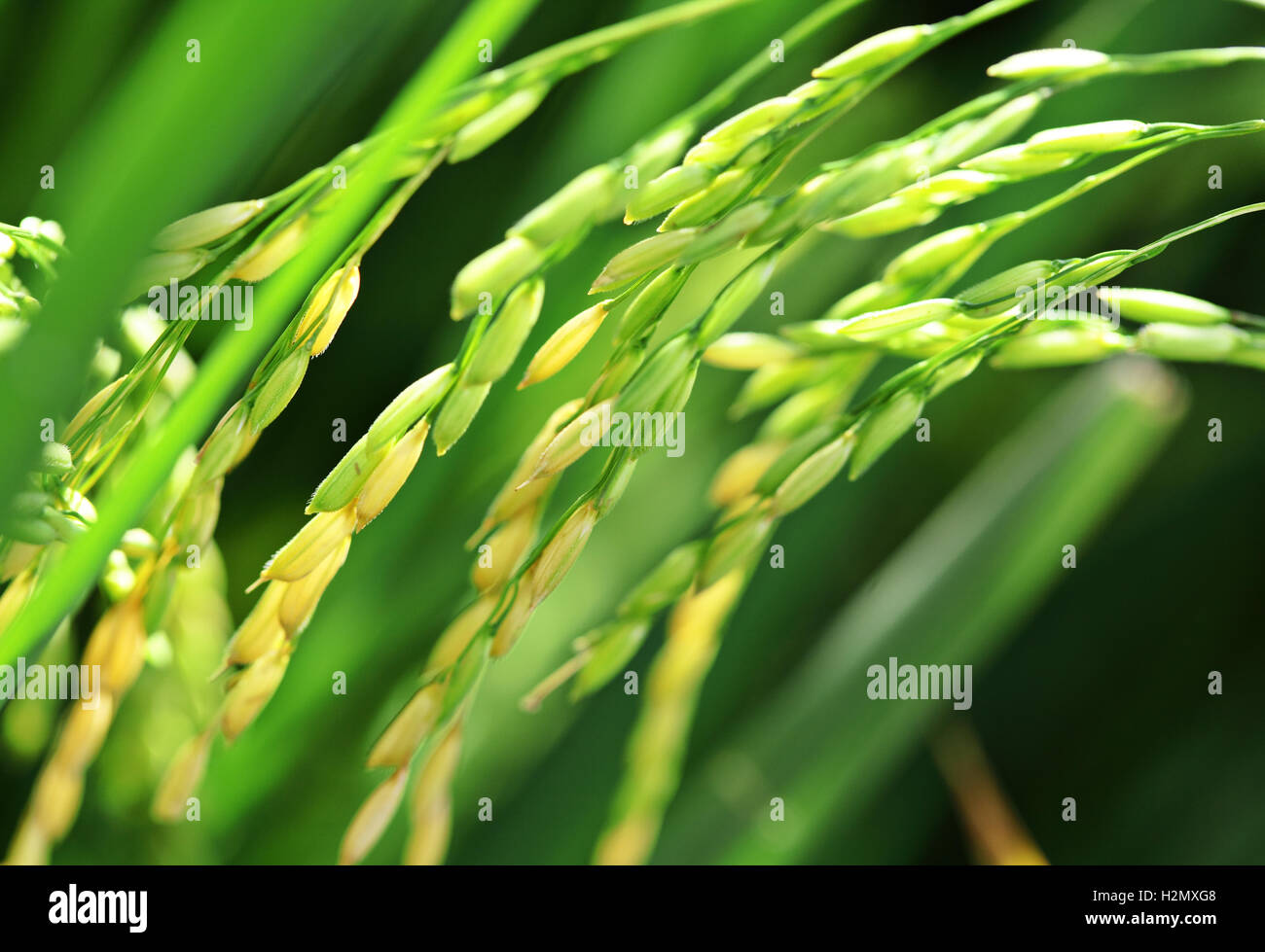 Fresh paddy rice plant Stock Photo - Alamy