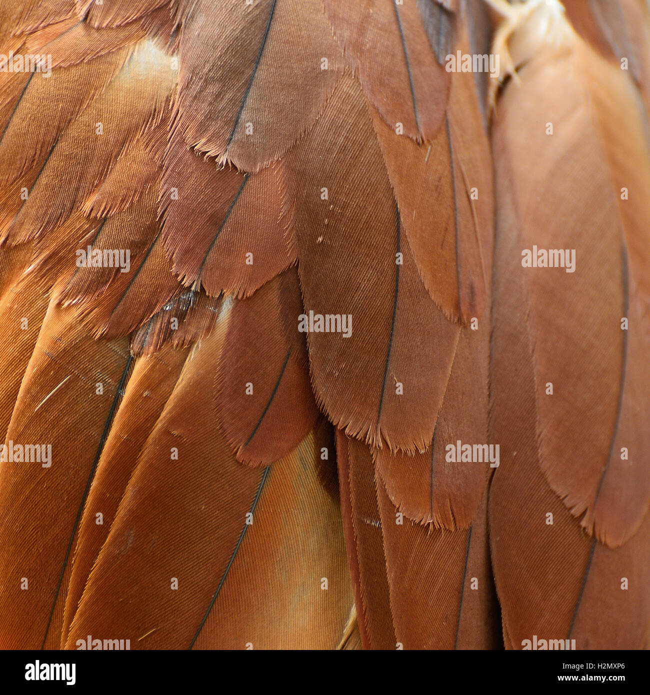 Brahminy Kite feather Stock Photo - Alamy