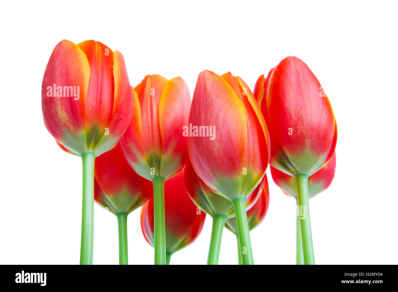 Long stemmed tulips hi-res stock photography and images - Alamy