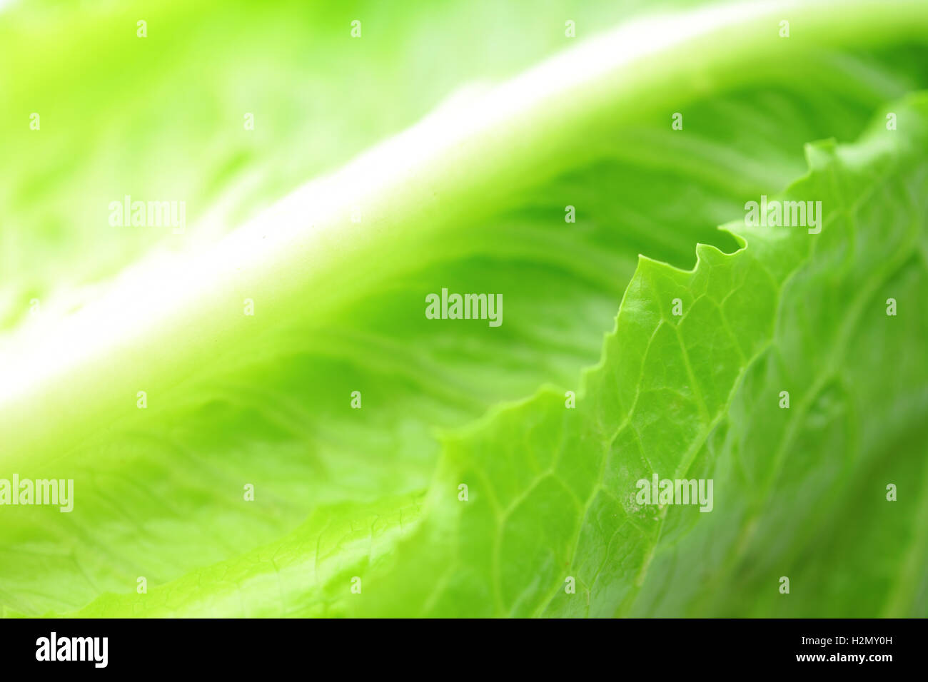 Lettuce texture close up Stock Photo - Alamy