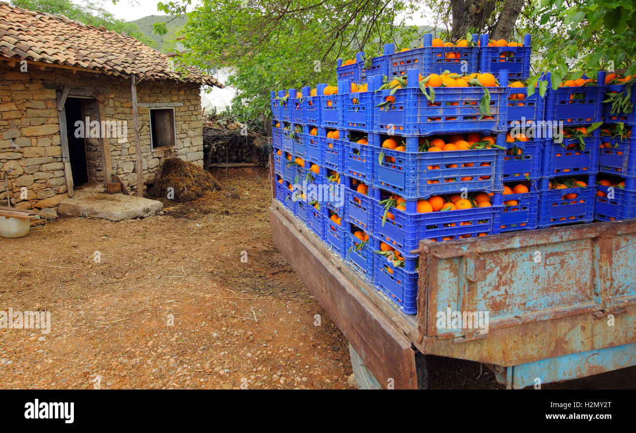 Fresh oranges in farm Stock Photo - Alamy