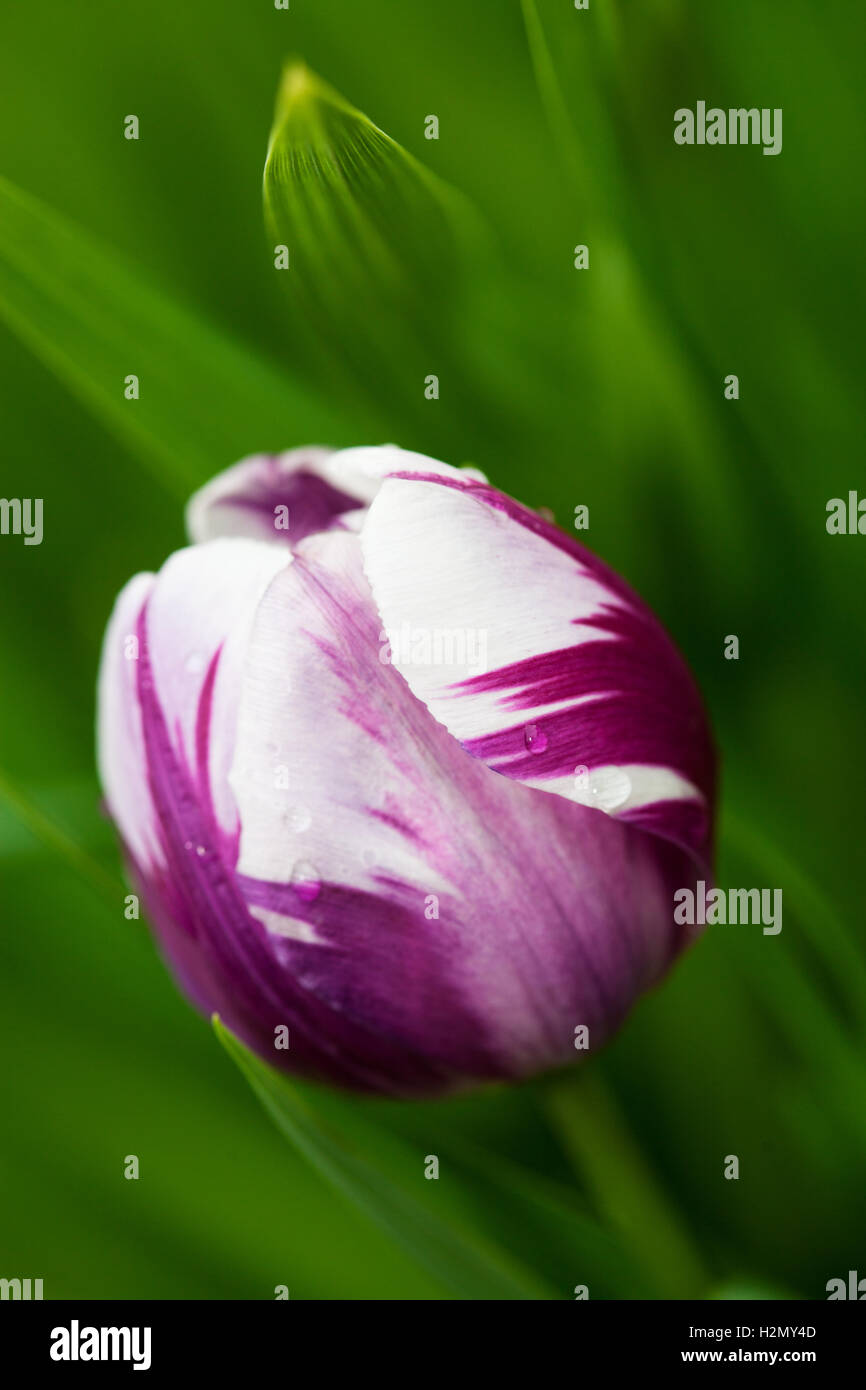 Blueberry ripple hi-res stock photography and images - Alamy