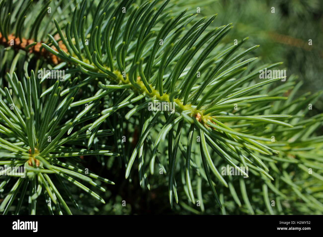 Tree,fur tree,vegetation,pine tree Stock Photo - Alamy