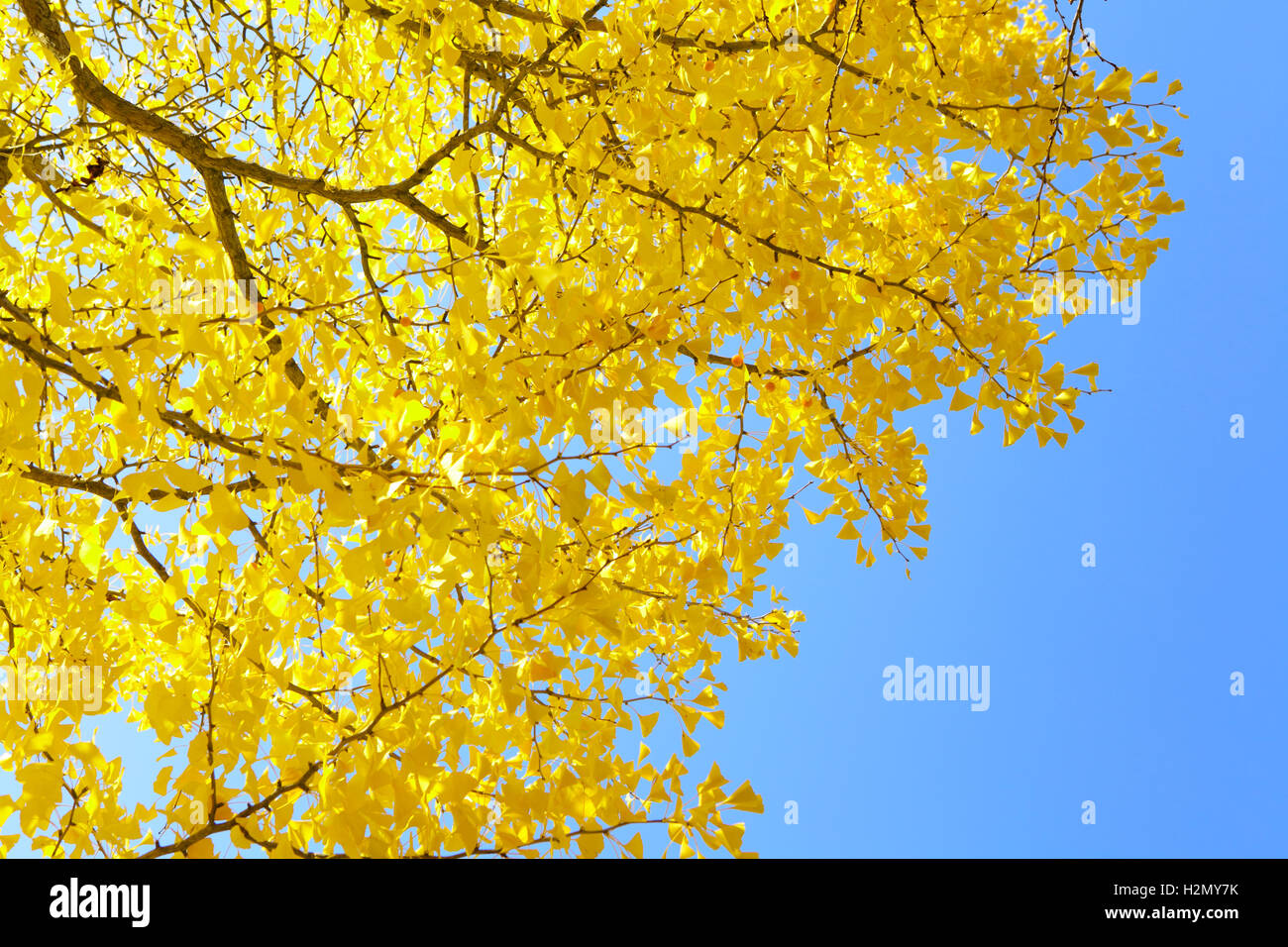 Gingko leaf hi-res stock photography and images - Alamy