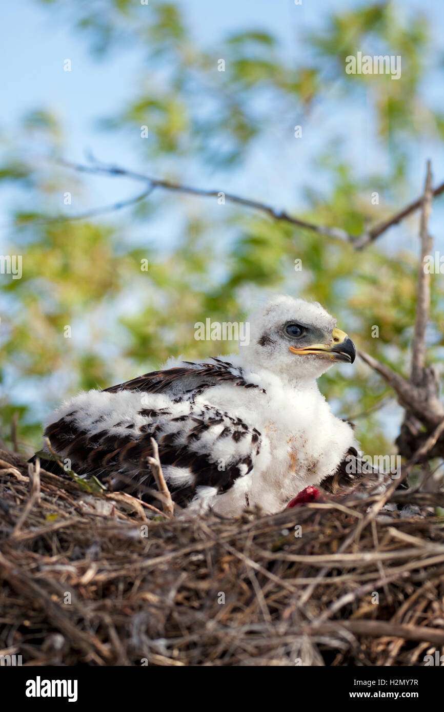 Young Ferruginous Hawk Chick Stock Photo - Alamy