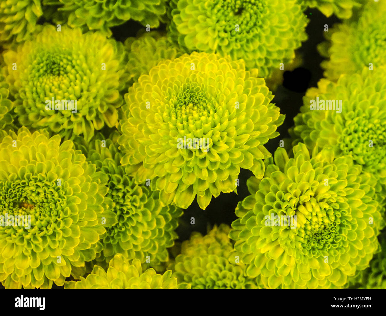 chrysanthemum flowers wallpaper background Stock Photo - Alamy