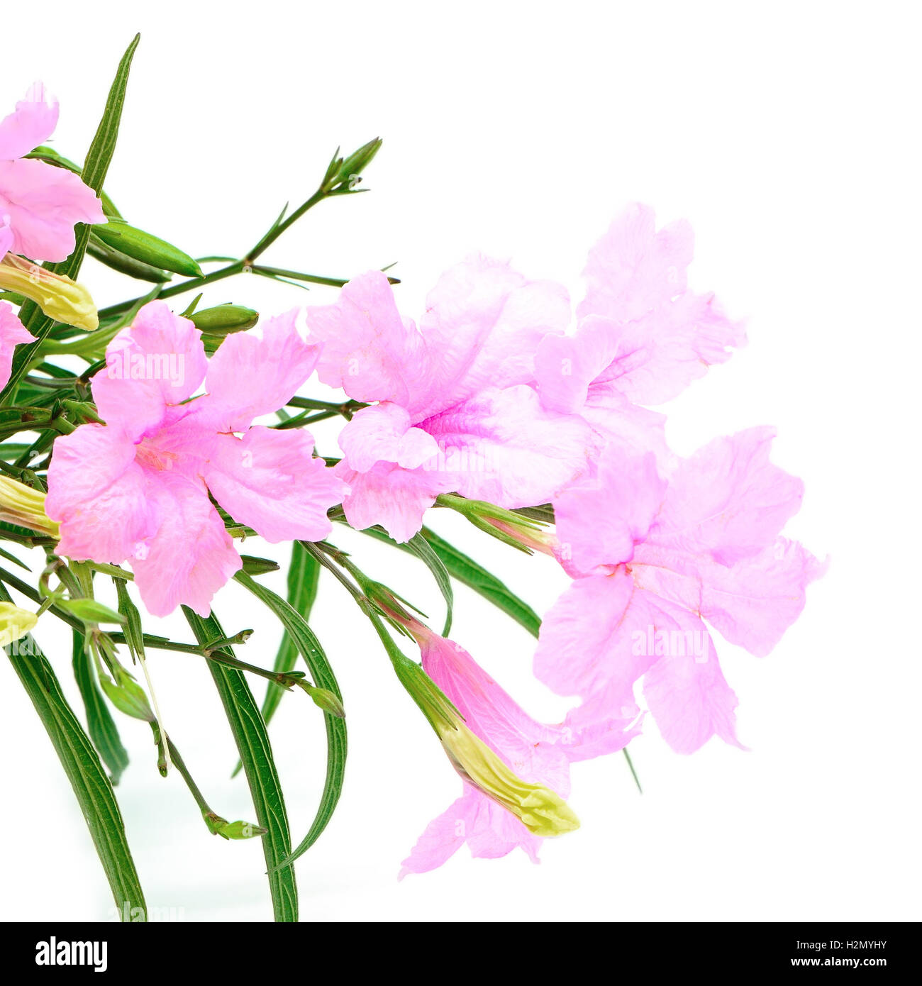 Pink flower ruellia squarrosa hi-res stock photography and images - Alamy