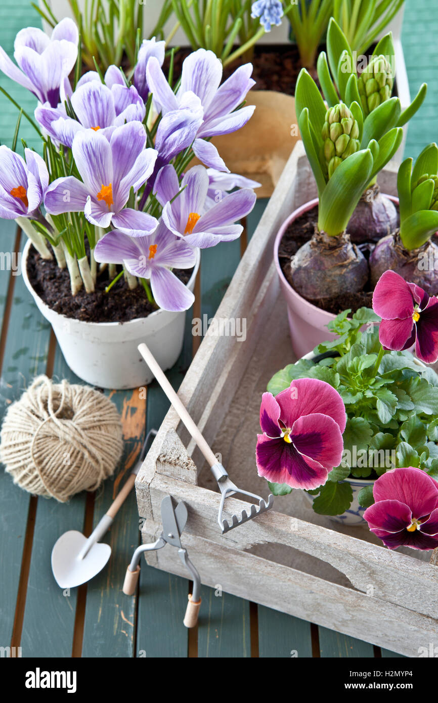 Various potted spring flowers Stock Photo - Alamy