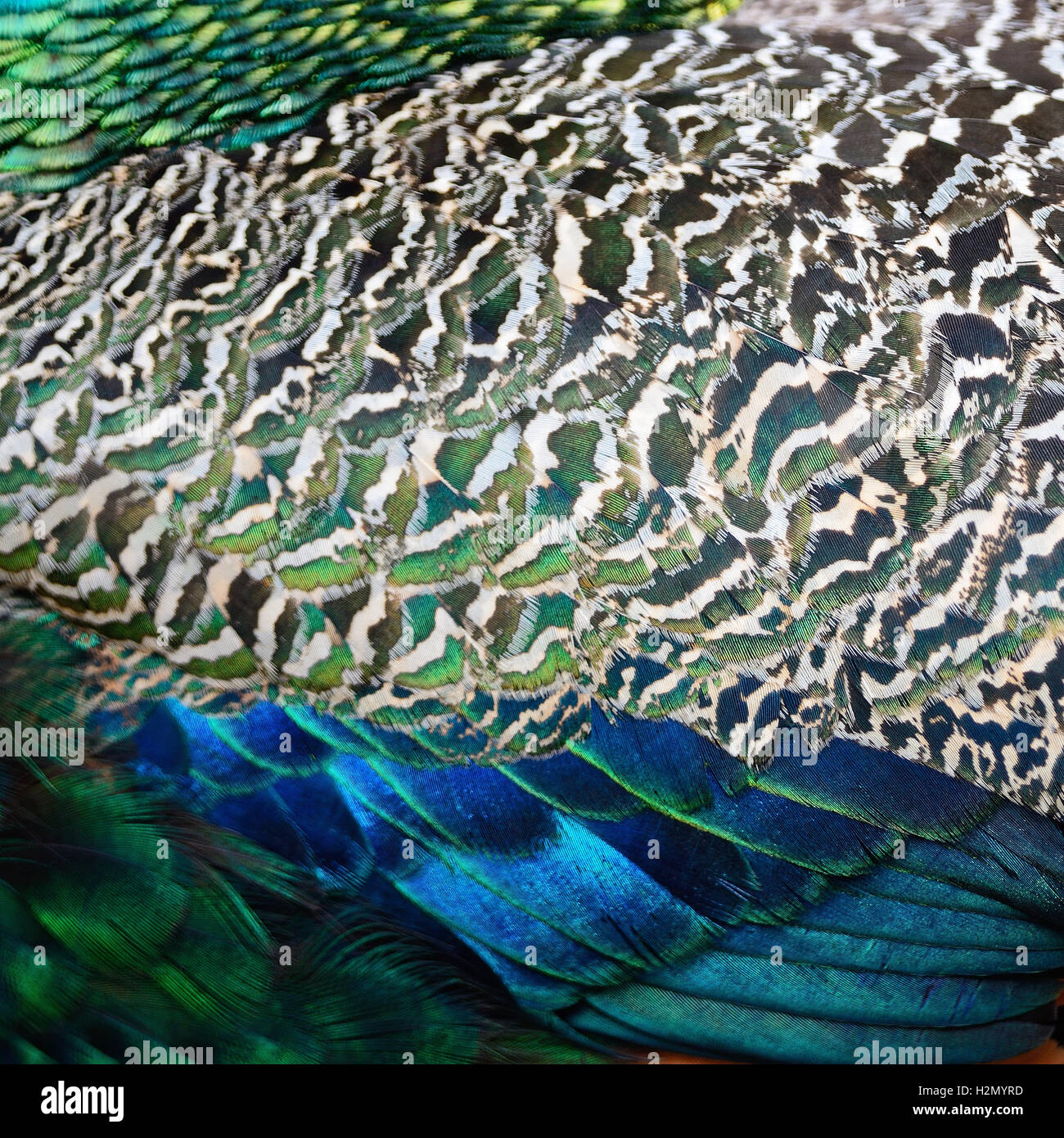 Green Peafowl feather Stock Photo - Alamy