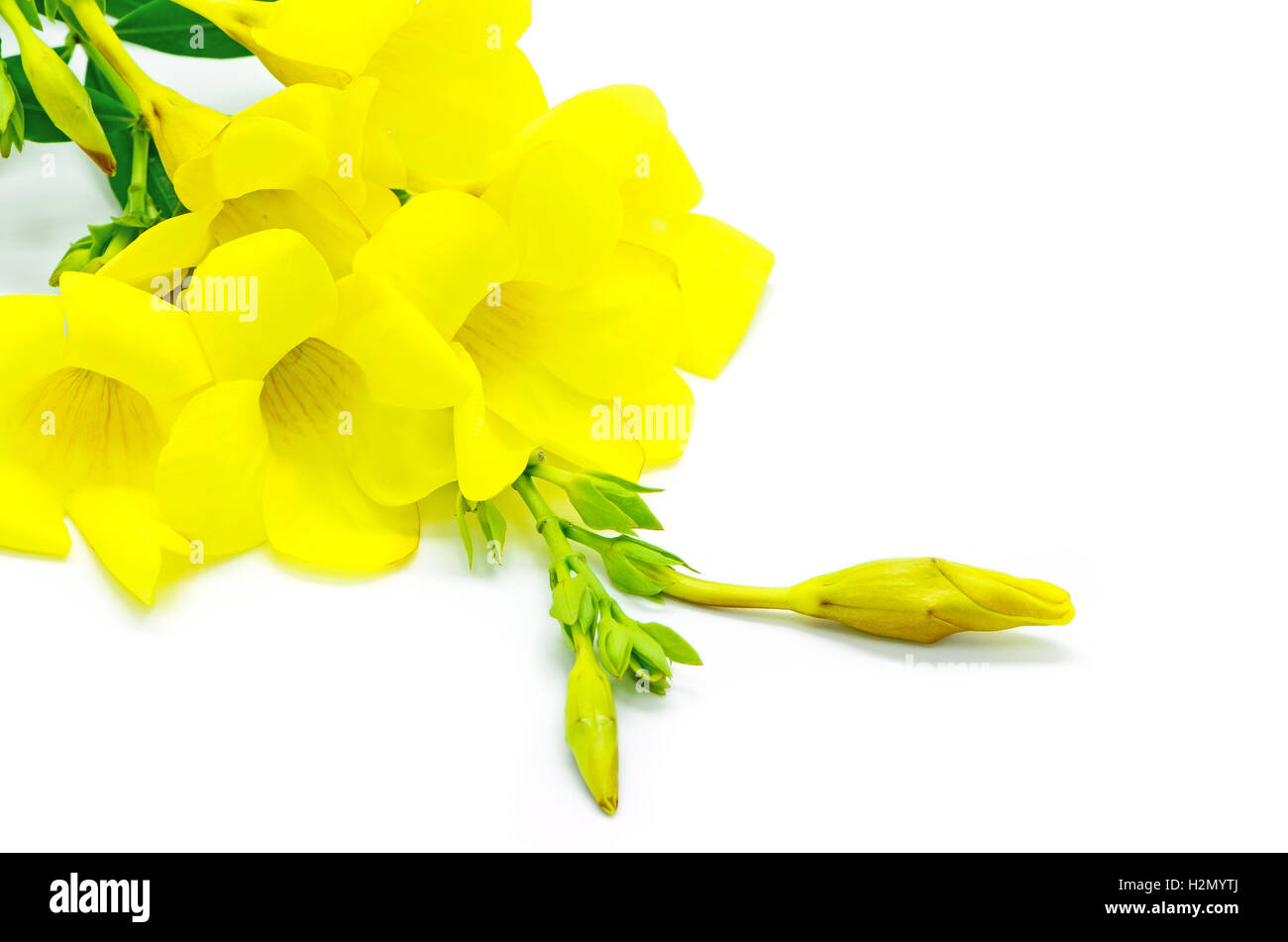 White allamanda hi-res stock photography and images - Alamy