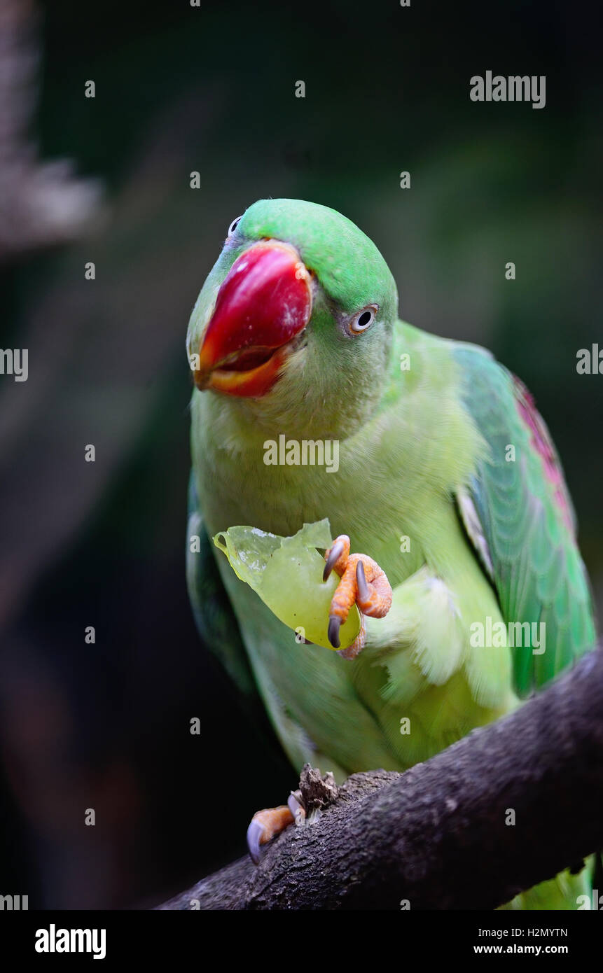 female Alexandrine Parakeet Stock Photo - Alamy