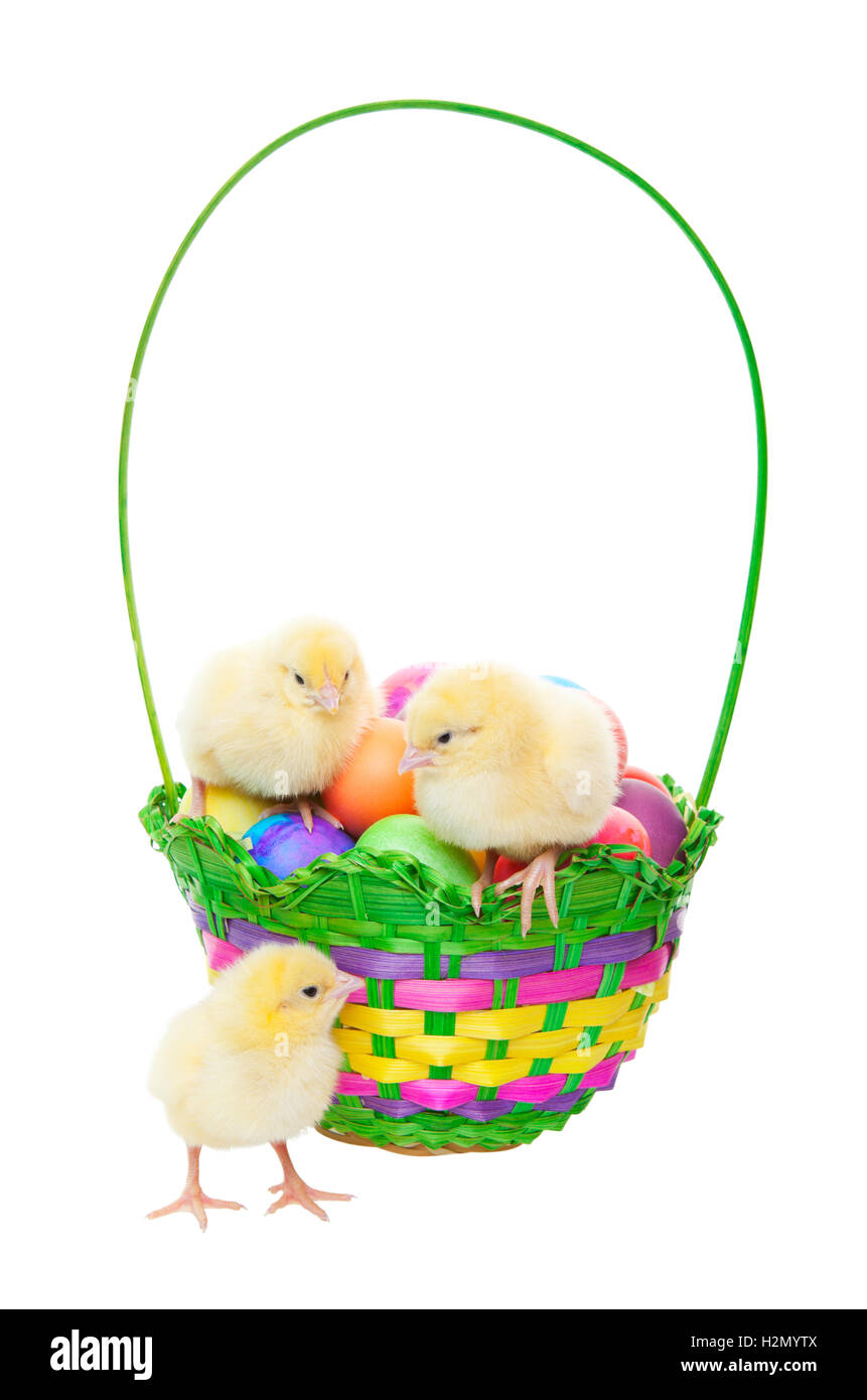 Chicks in Easter Basket Stock Photo - Alamy