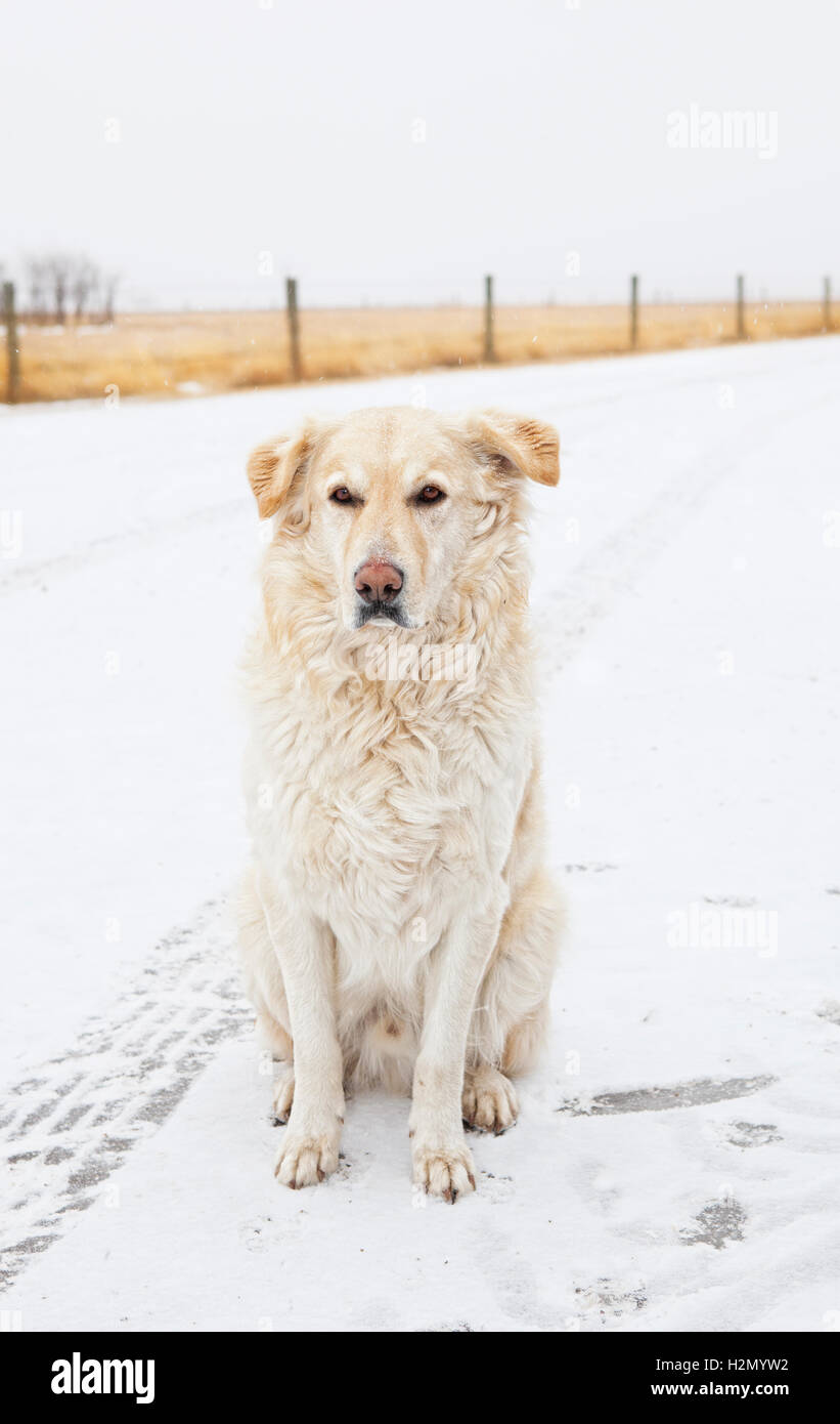 Golden Lab in Snow Stock Photo - Alamy