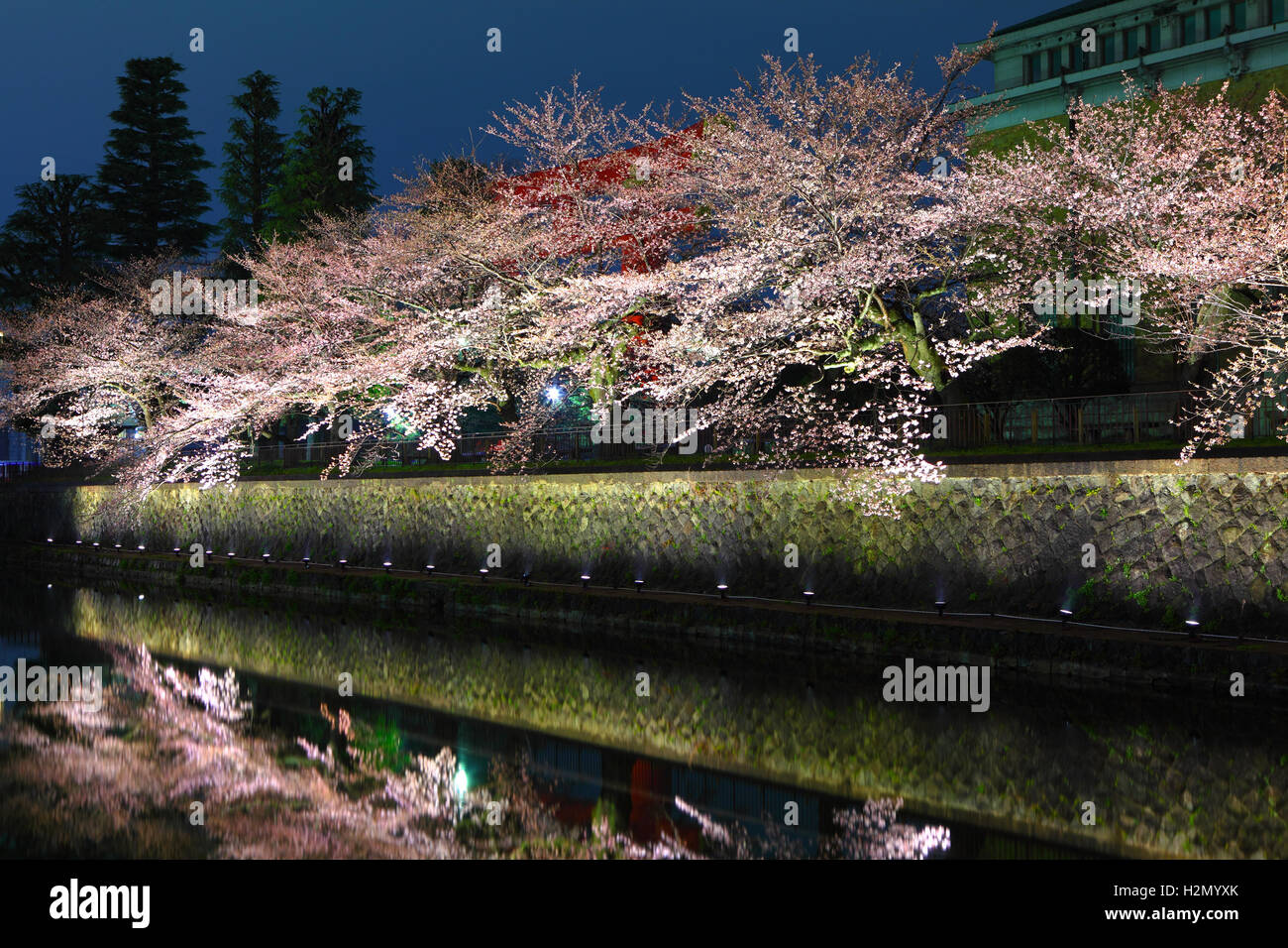 Biwa lake canal with sakura tree at night Stock Photo - Alamy