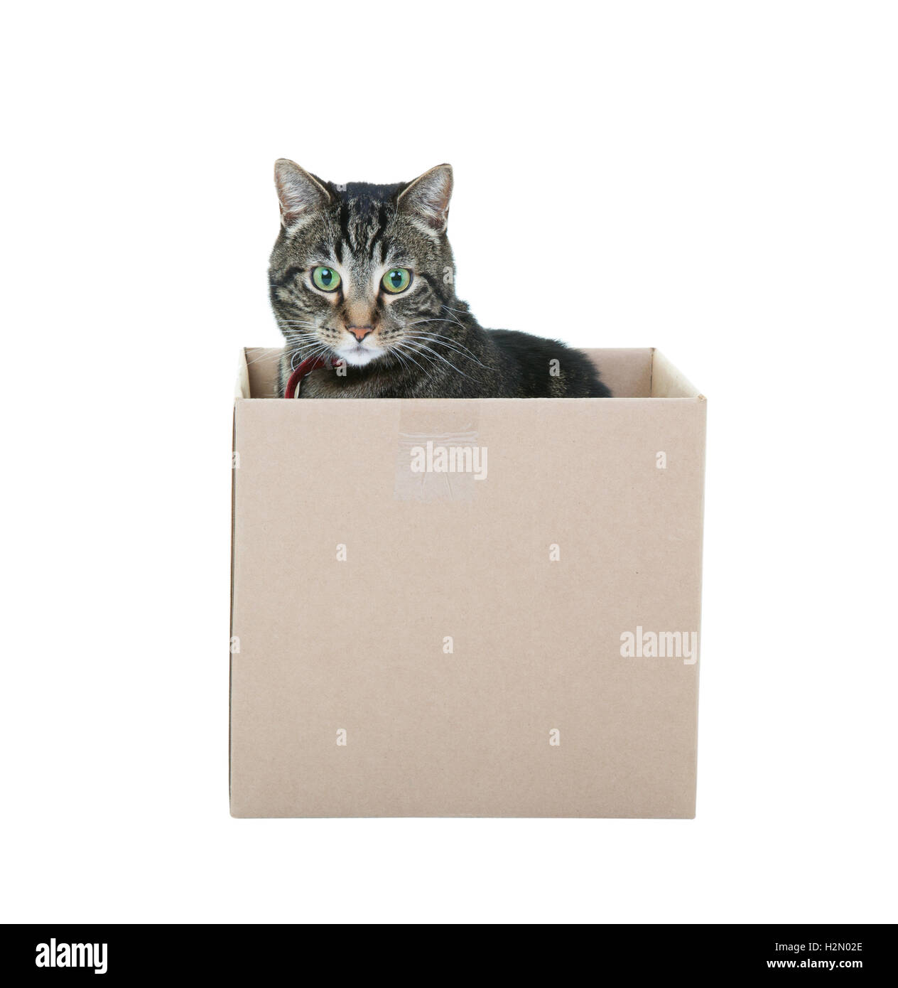 Cute tabby cat in pet Cut Out Stock Images & Pictures - Alamy